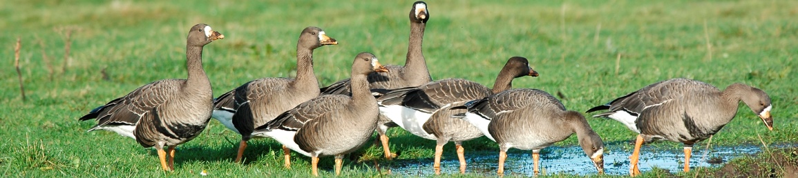 Wildlife - Wexford Wildfowl Reserve