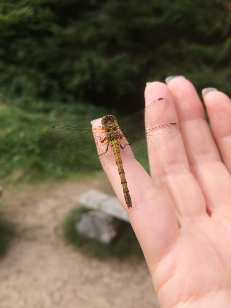 Female Common Darter dragonfly - Wexford Wildfowl Reserve